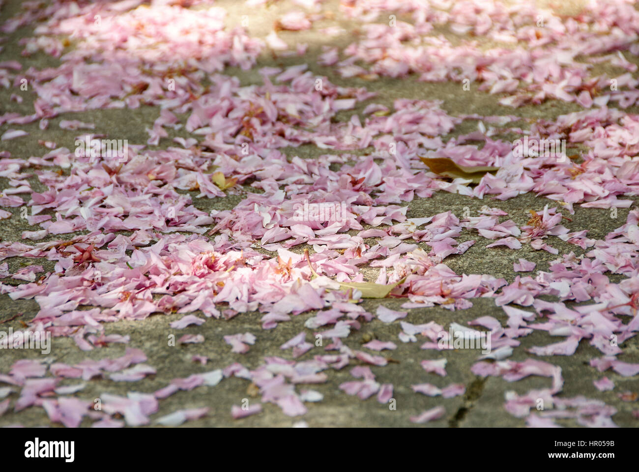 Roses leaves on ground after wedding Stock Photo - Alamy