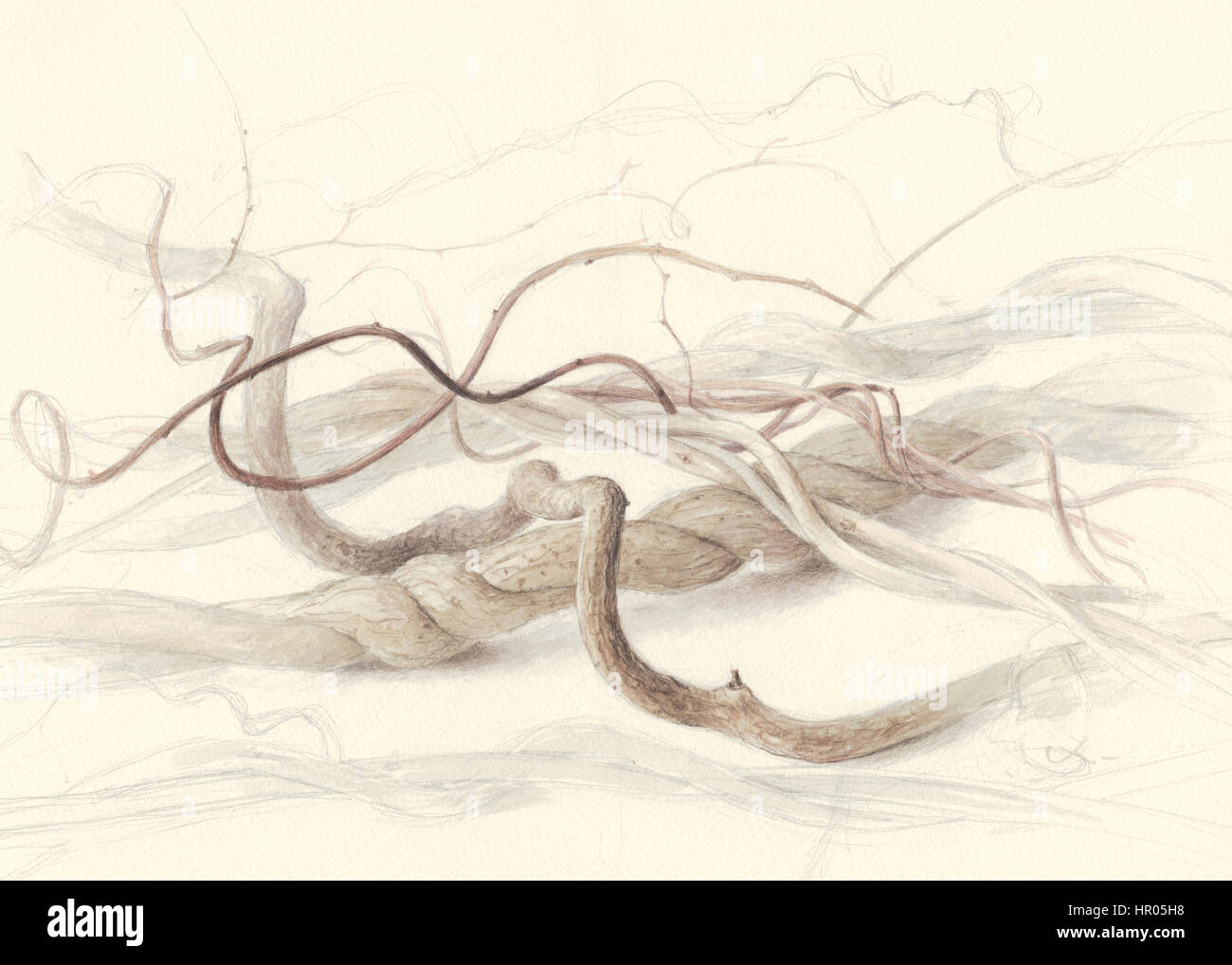 Vines. Watercolor painting representing a pile of entangled vines on ...