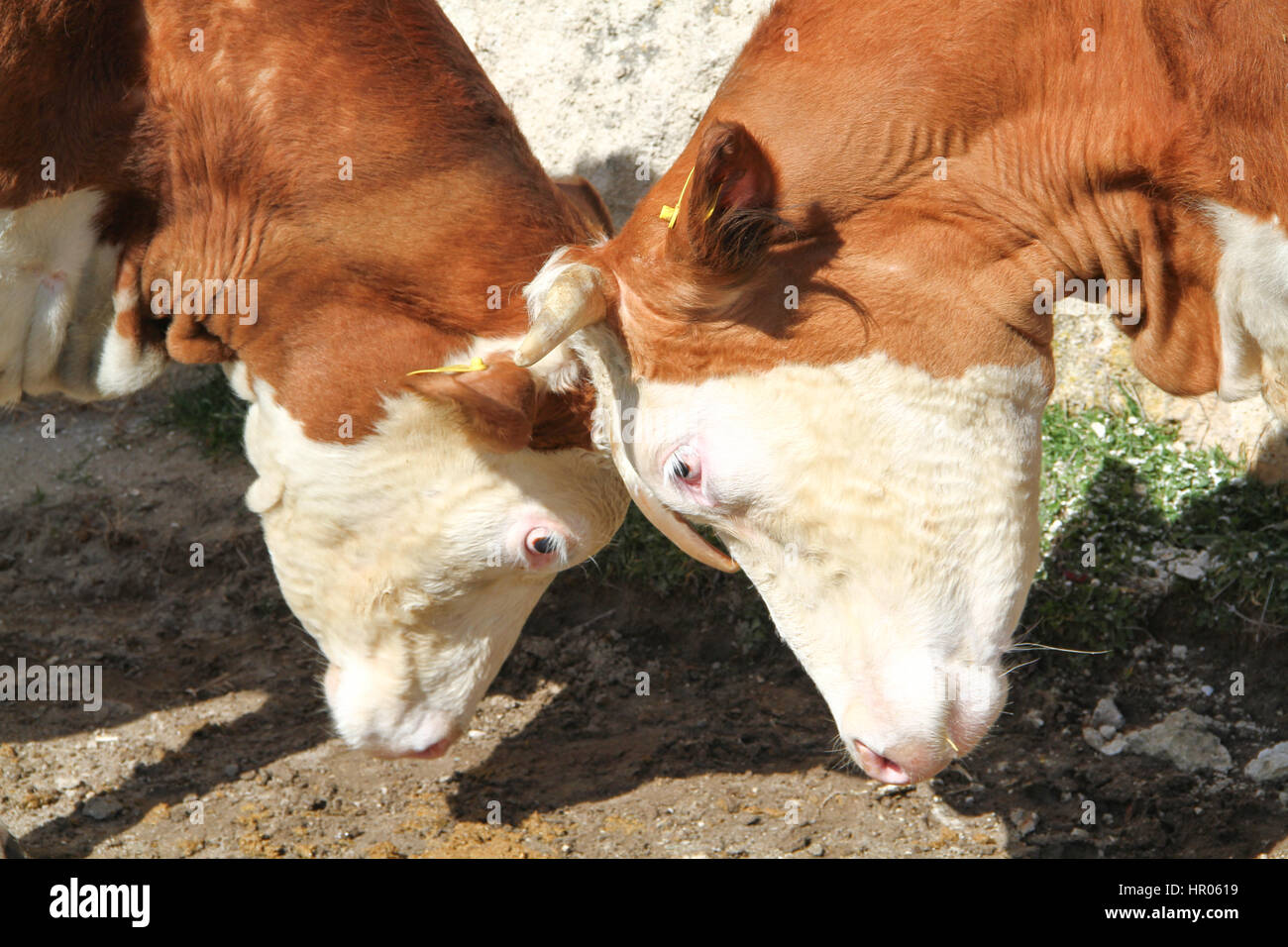 Rural bull fight hi-res stock photography and images - Alamy