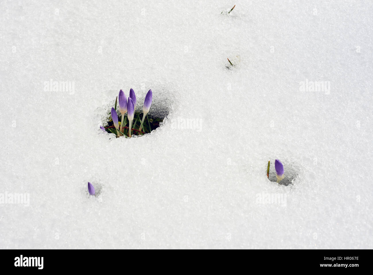 purple crocus melting snow in spring Stock Photo - Alamy