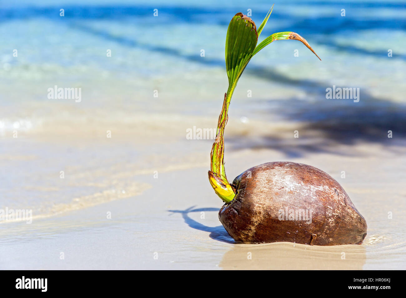 A fallen coconut on the sand beach. Tropical fruits in sea waves Stock ...