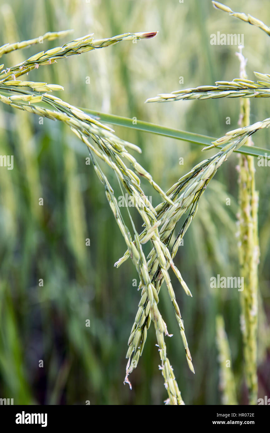 Rice close hi-res stock photography and images - Alamy