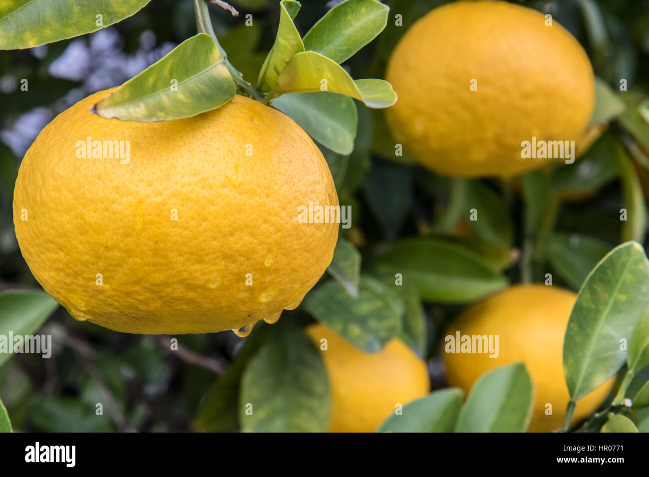 Citrus fruits growing on a tree, close-up view Stock Photo - Alamy