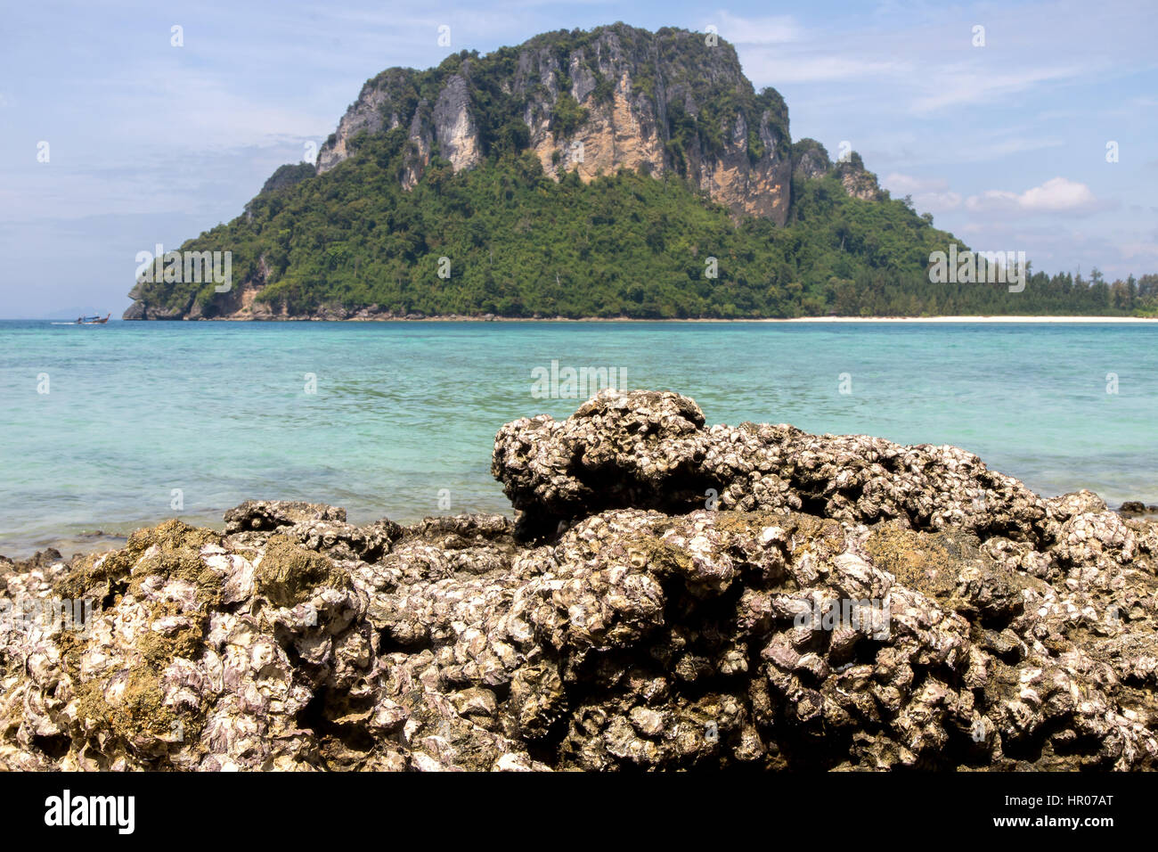 seashells on the seashore reefs in the Andaman Sea Stock Photo - Alamy