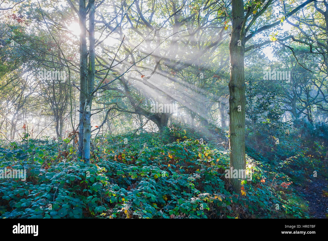 Shining edge hi-res stock photography and images - Alamy