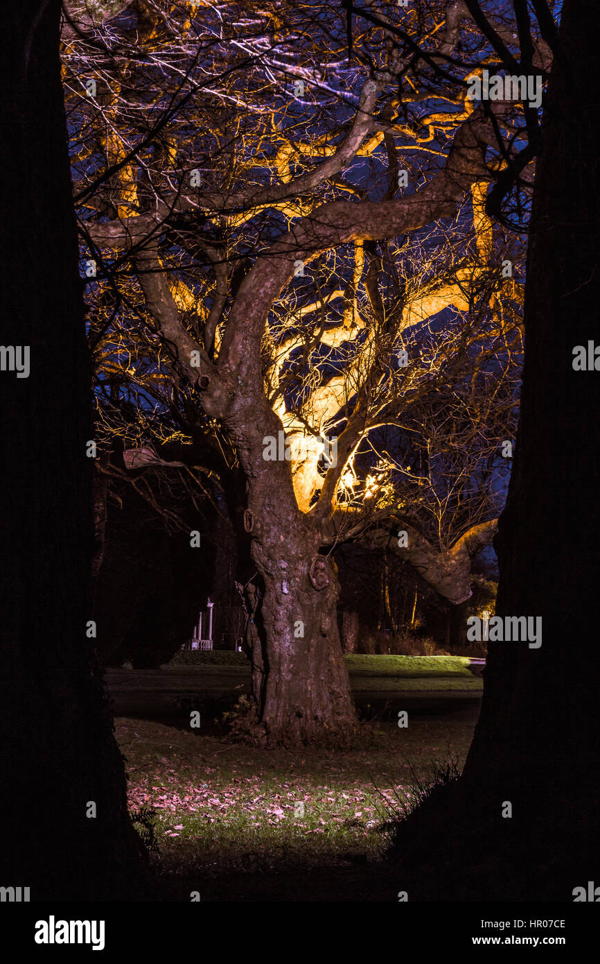 sodium lit tree in cornwall Stock Photo - Alamy