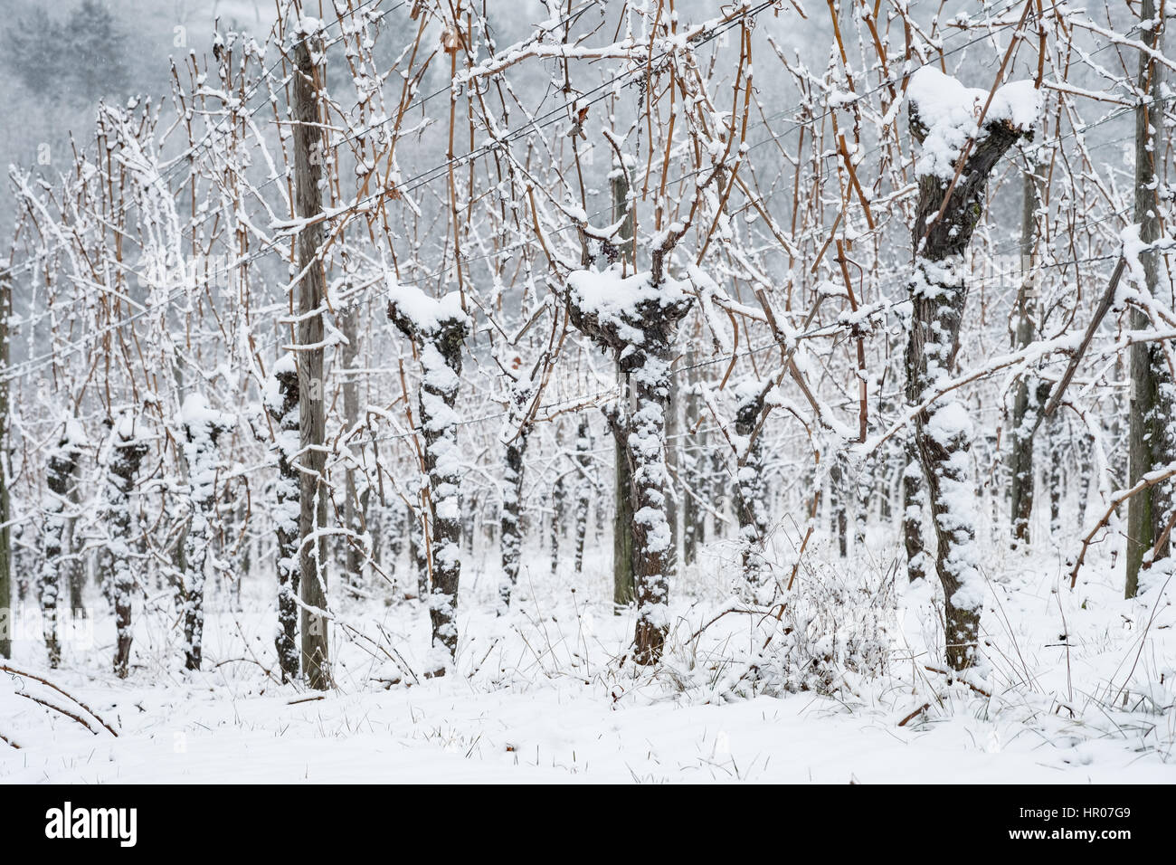 Snowfall in the vineyard hi-res stock photography and images - Alamy
