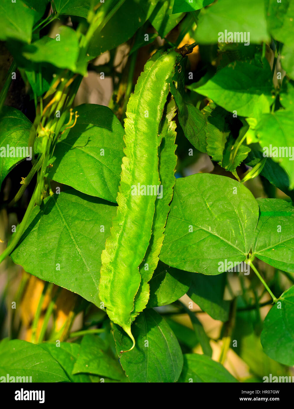 Green fresh organic winged bean (Princess bean/Asparagus pea) in plant ...