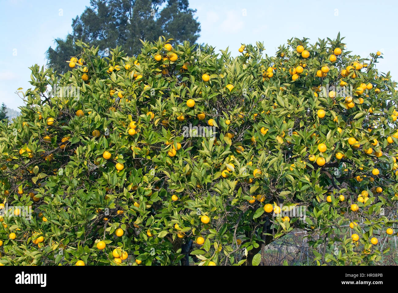 Orange tree with fruits in Mallorca Balearic islands Spain in winter ...