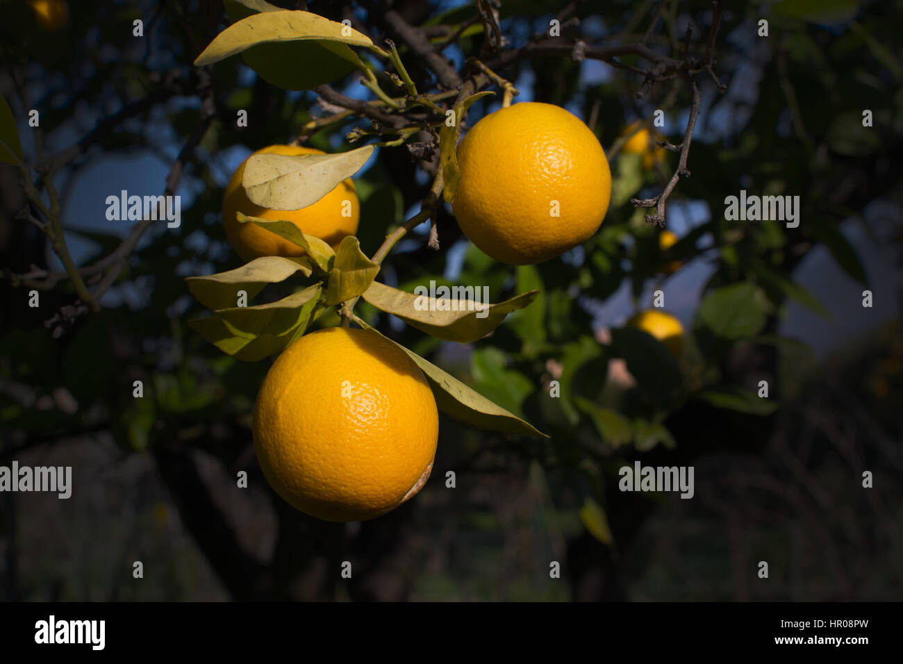 Orange tree with fruits in Mallorca Balearic islands Spain in winter ...