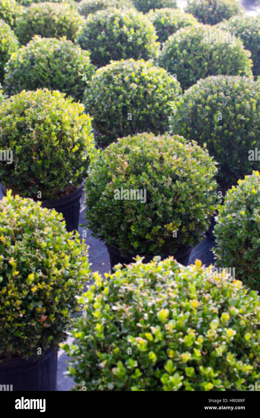Box buxus evergreens in plastic pots full frame Stock Photo - Alamy