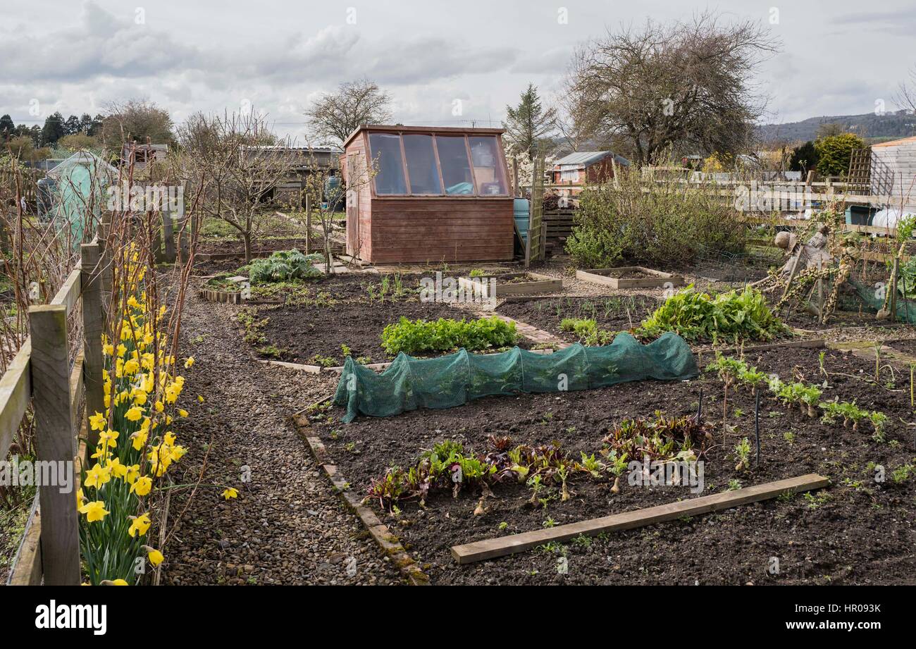 Allotment in Corbridge Stock Photo - Alamy