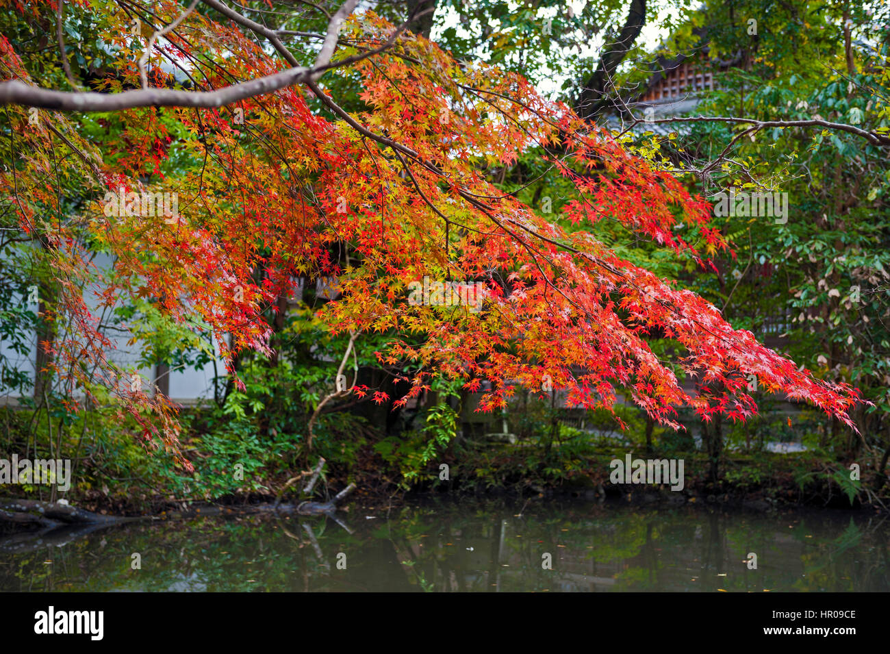Red Japanese maple tree during autumn at Sekizan Zen-in Temple in Kyoto ...