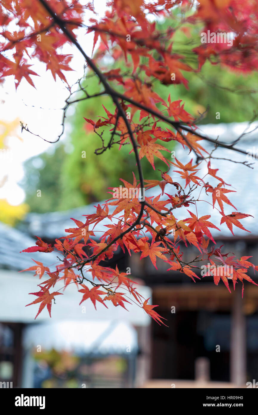 Red Japanese maple leaves during autumn at Sekizan Zen-in Temple in ...