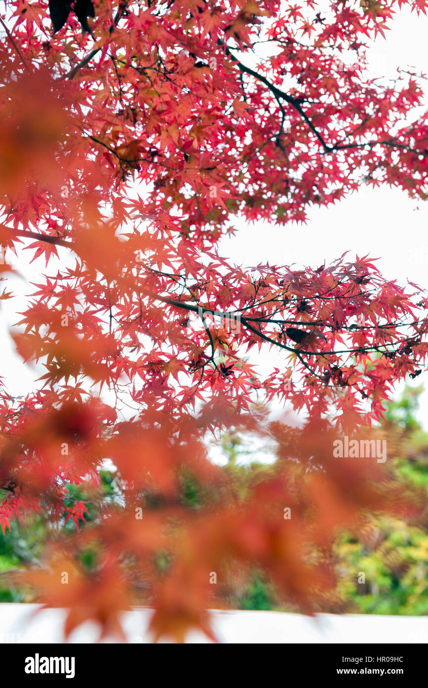 Red Japanese maple leaves during autumn at Sekizan Zen-in Temple in ...