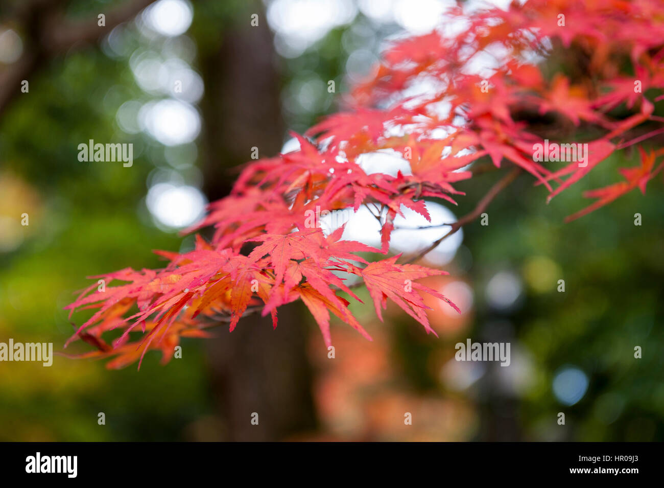 Red Japanese maple leaves during autumn at Sekizan Zen-in Temple in ...
