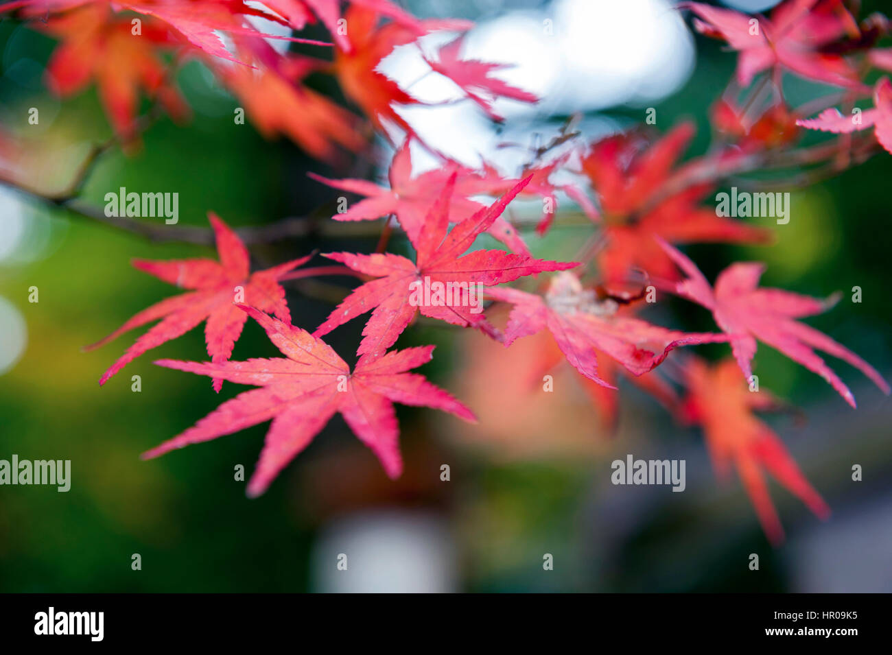 Red Japanese maple leaves during autumn at Sekizan Zen-in Temple in ...