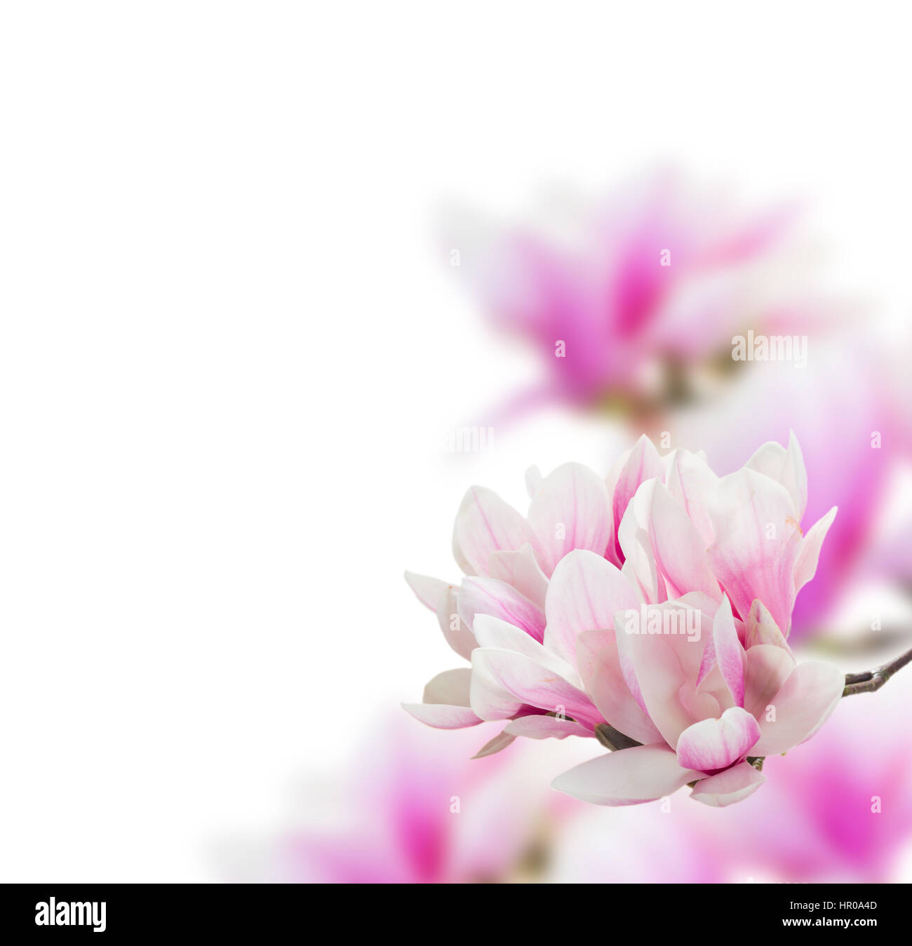 Bunch of Magnolia pink flowers over white background Stock Photo - Alamy