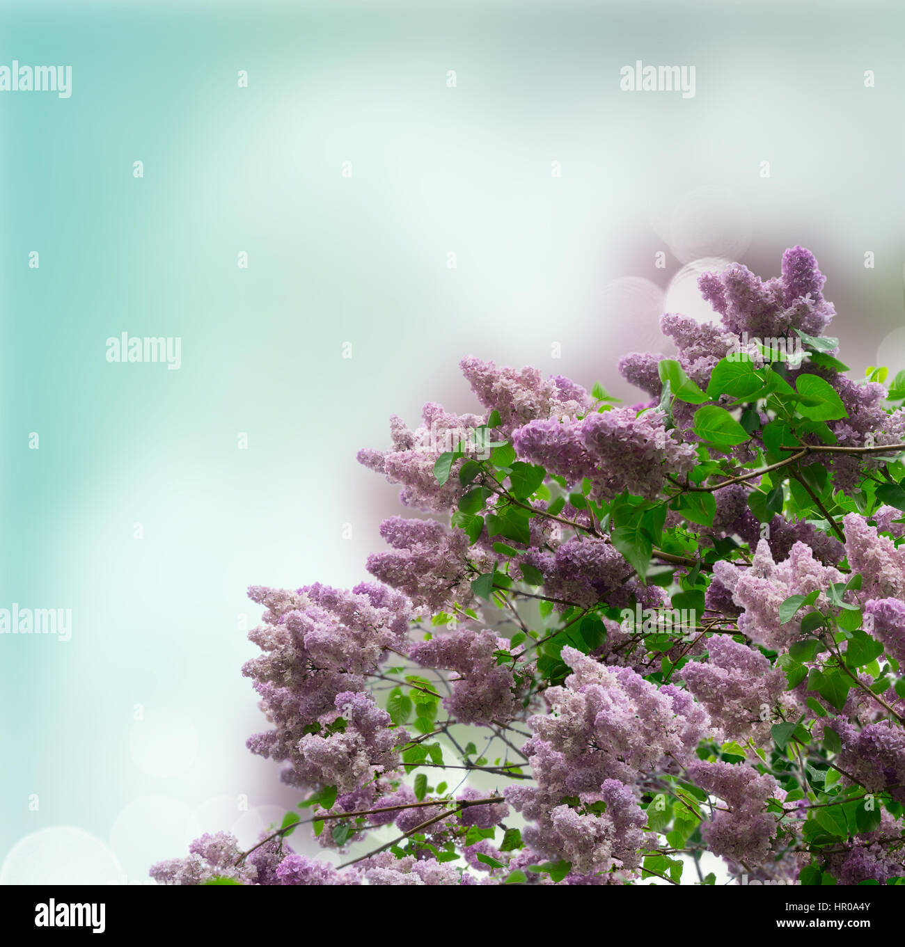 Lilac blooming tree with violet flowers and green leaves on blue sky ...