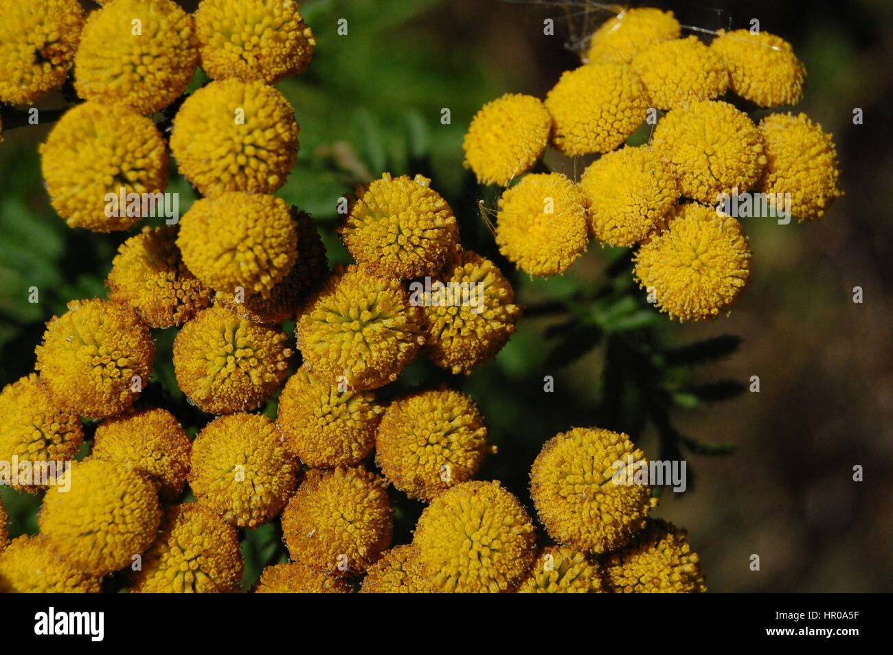 Yellow wild flowers Stock Photo - Alamy