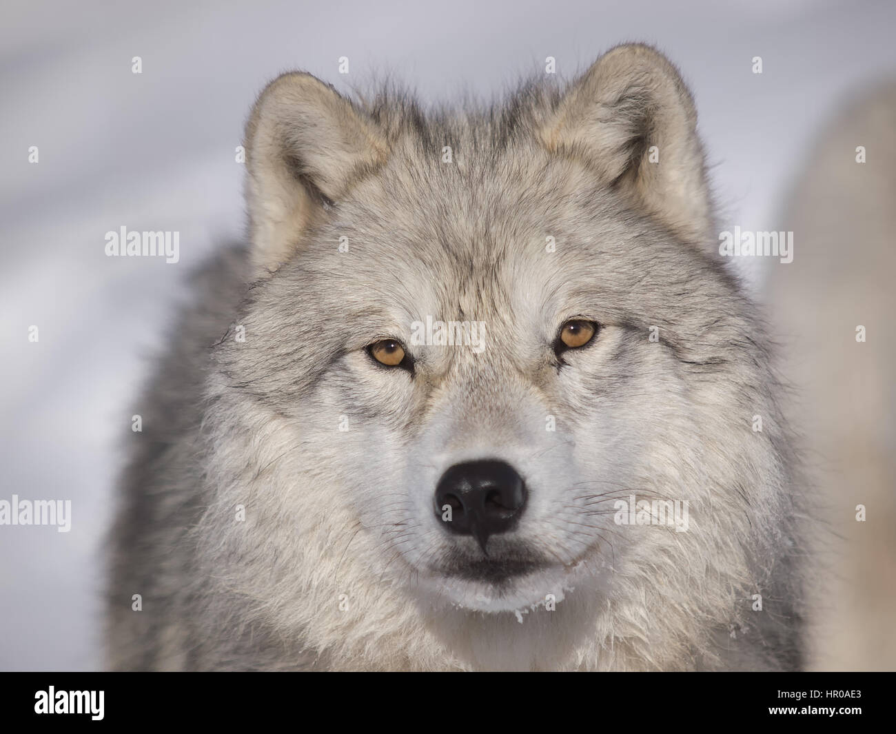 White Alpha Male Arctic Wolf Stock Photos & White Alpha Male Arctic ...