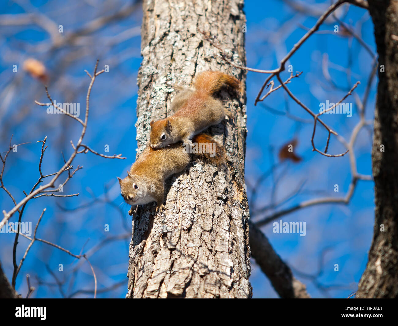 American red squirrels matting on a tree in natural environment Stock ...