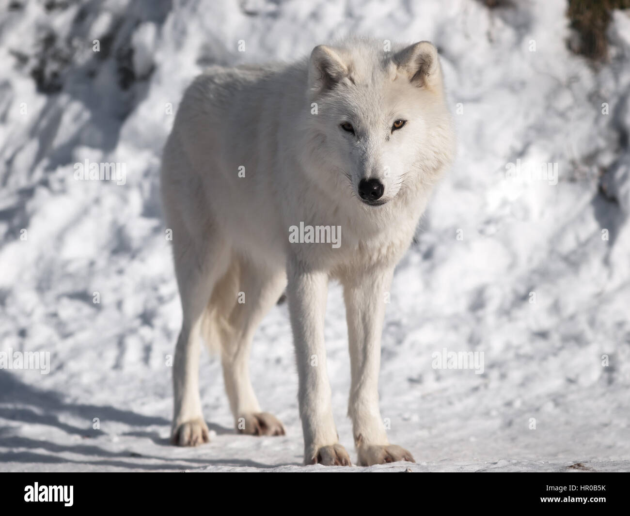 White alpha male arctic wolf hi-res stock photography and images - Alamy
