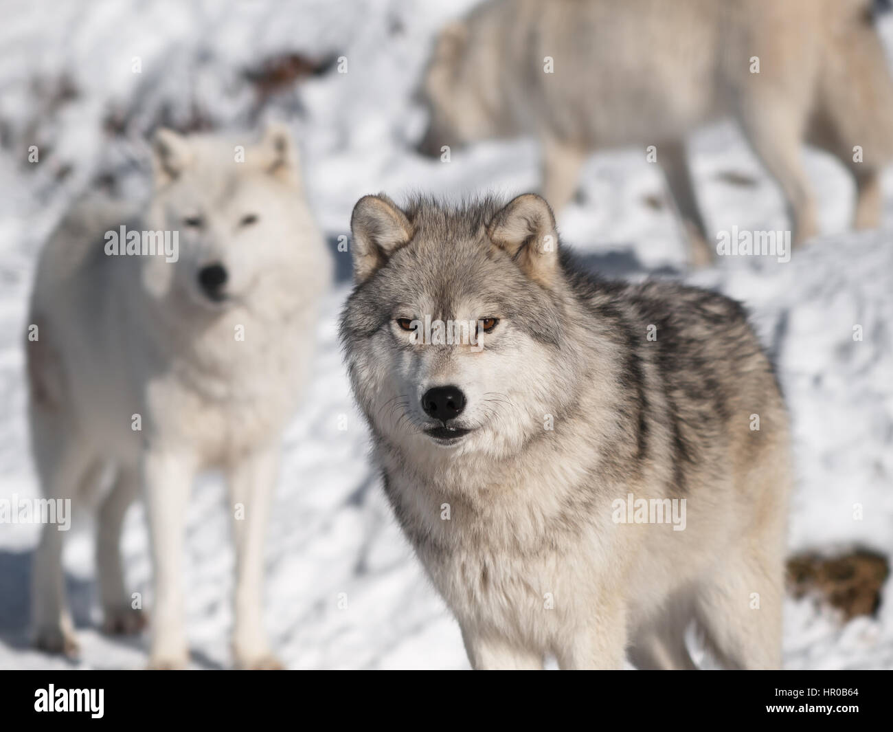 Artic wolf in winter Stock Photo - Alamy