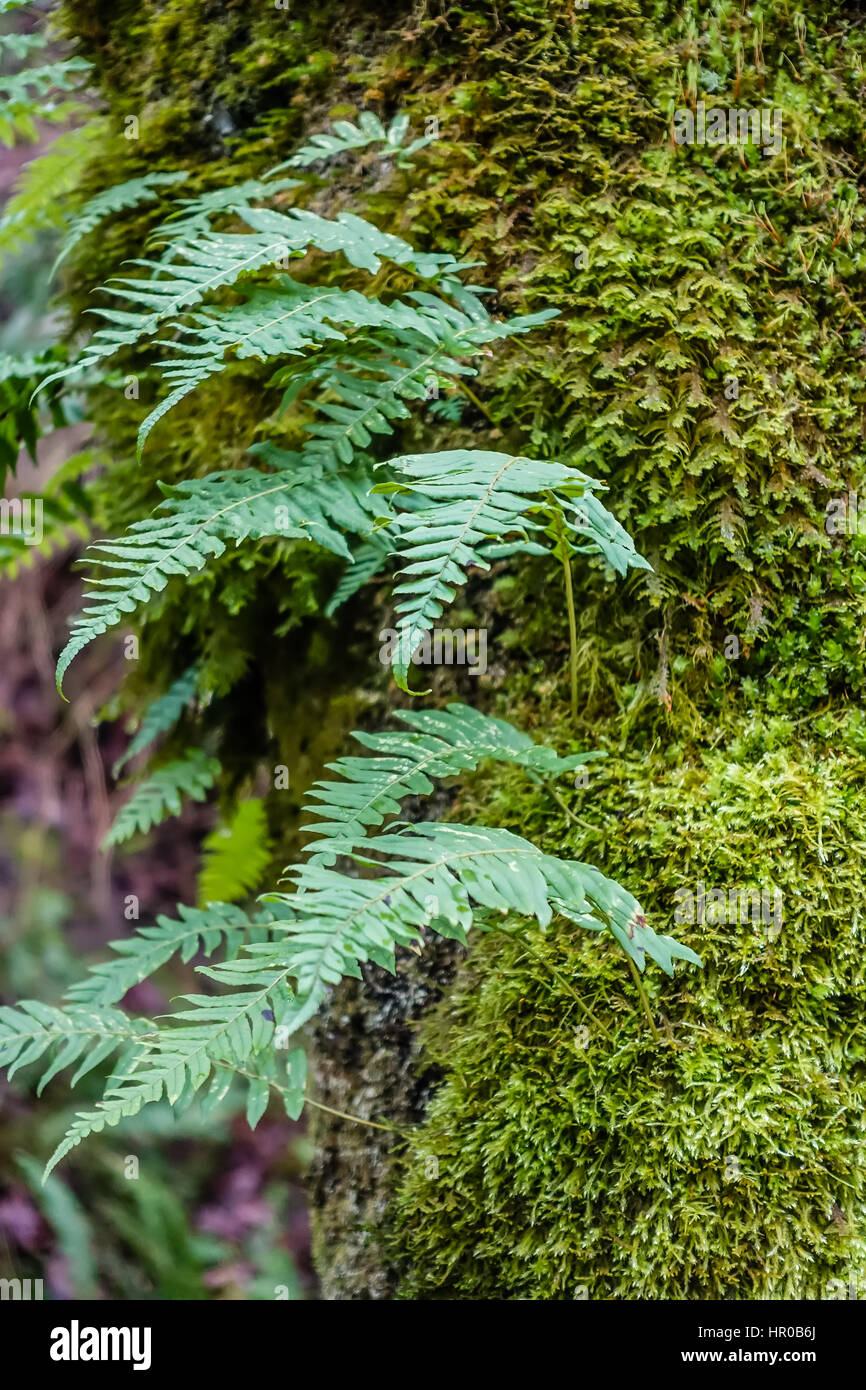 Ferns grow from a moss-covered tree at Dash Point State Park in ...