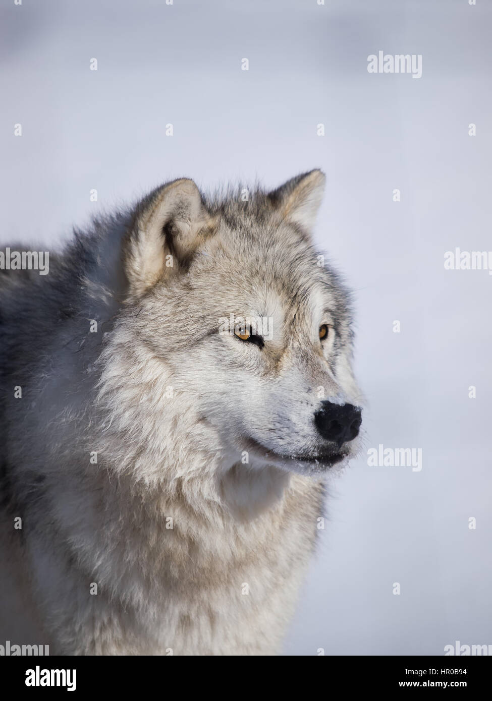 White Alpha Male Arctic Wolf High Resolution Stock Photography and ...