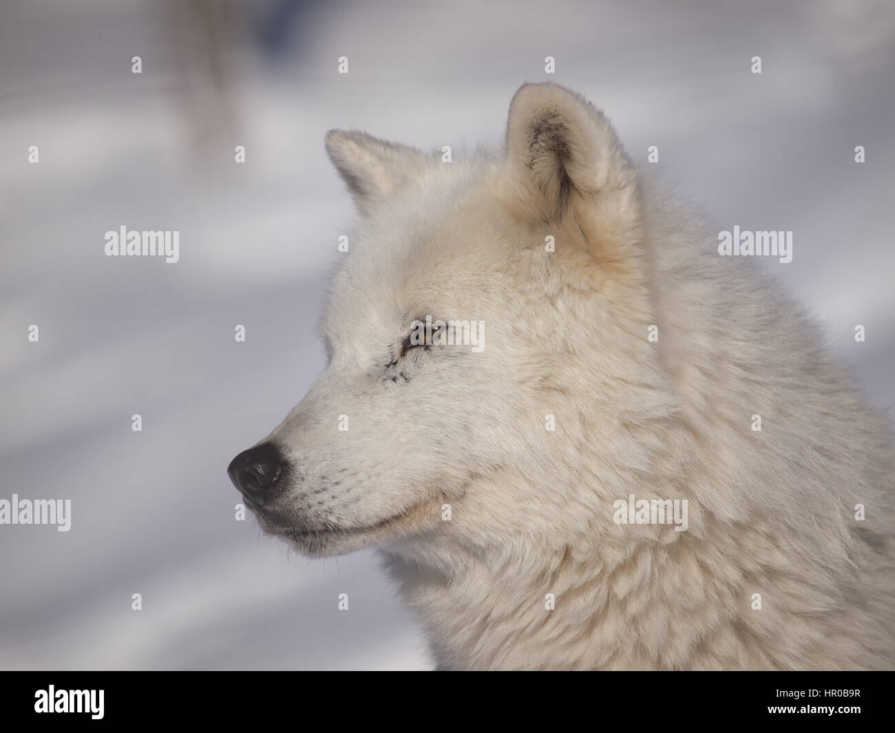 White Alpha Male Arctic Wolf Stock Photos & White Alpha Male Arctic ...