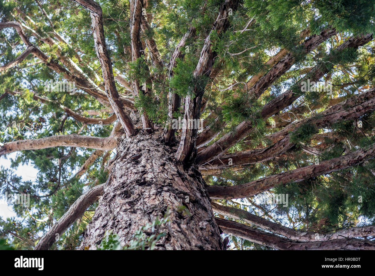 Pine tree seen from below Stock Photo - Alamy