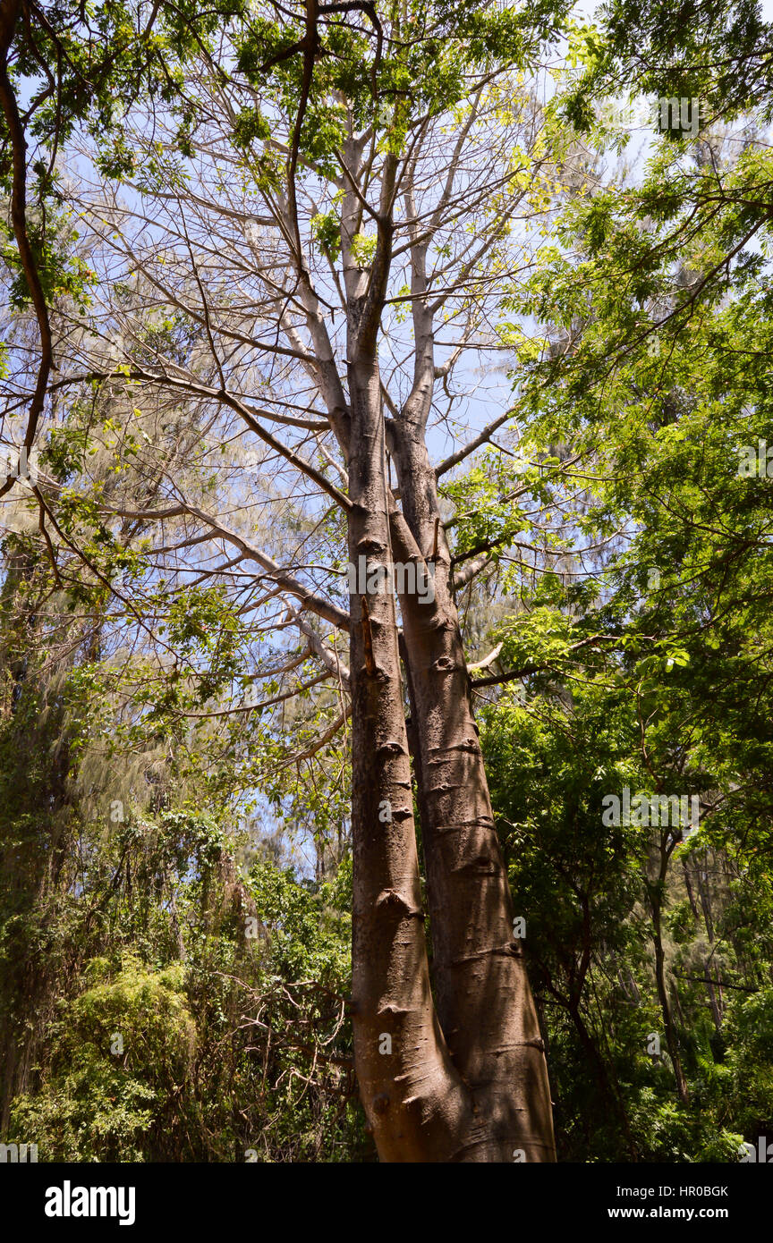 Two trunks hi-res stock photography and images - Alamy
