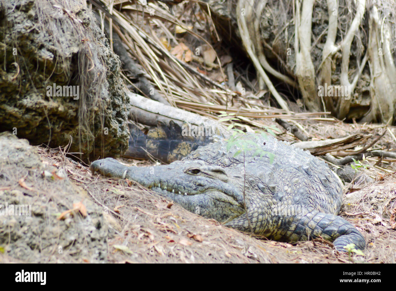 One alligators stretch along the bank in a park in Mombasa, Kenya Stock ...