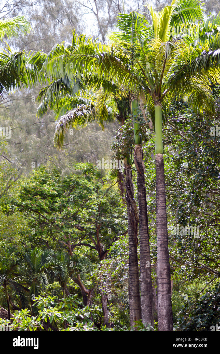 Ranger of three palms in a tropical forest of Kenya near Mombasa Stock ...