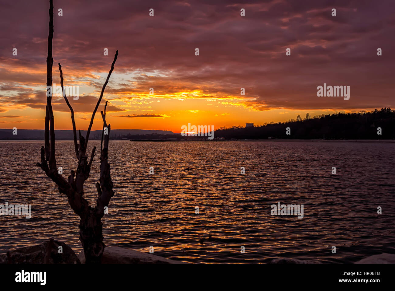 Dead tree beach sunset hi-res stock photography and images - Alamy