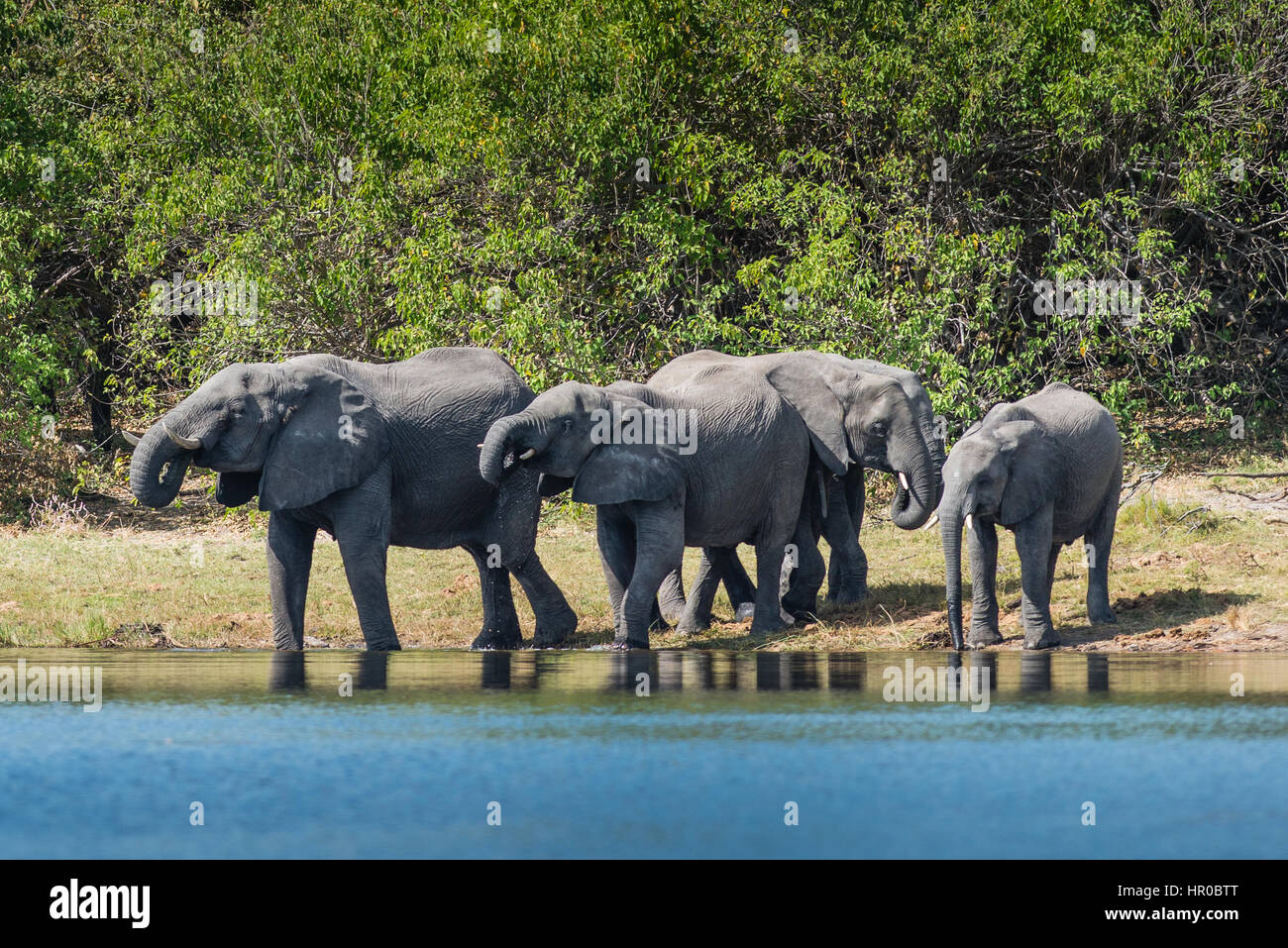 Four elephants hi-res stock photography and images - Alamy