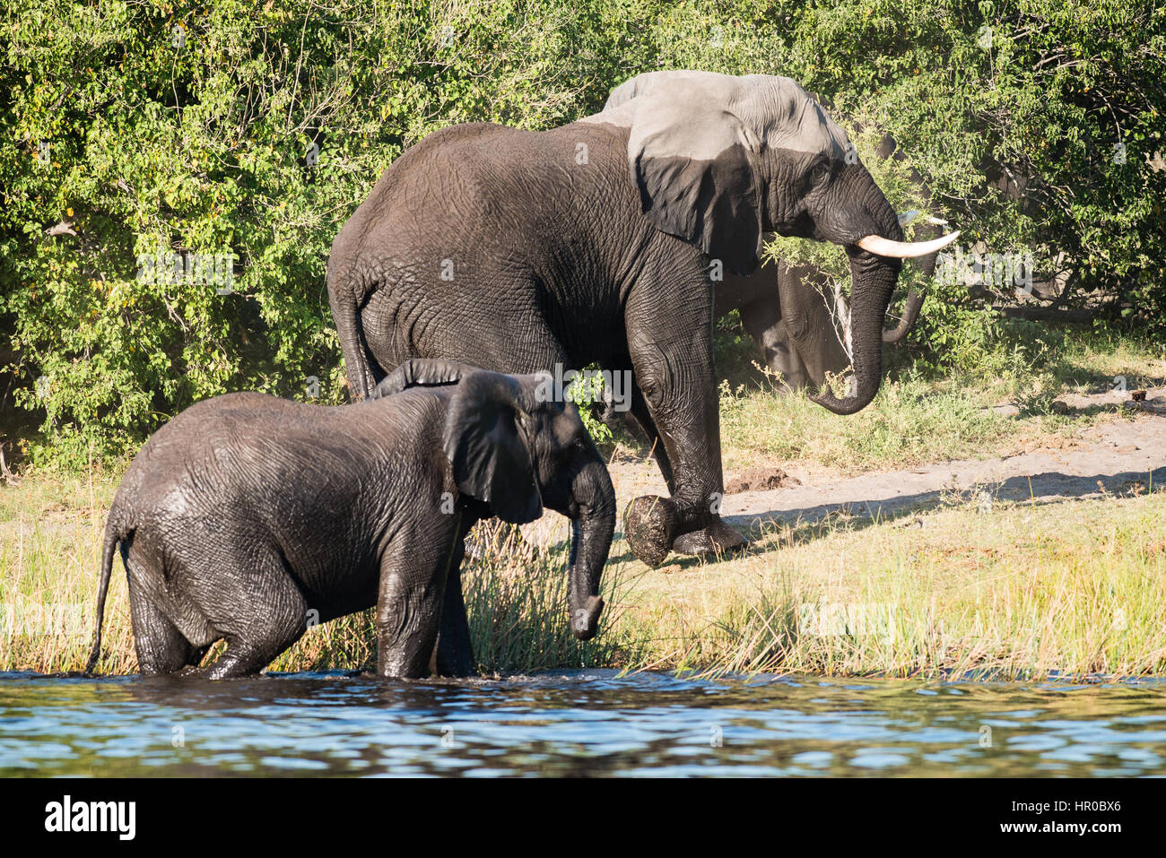 Elephants coming out of the river Stock Photo - Alamy