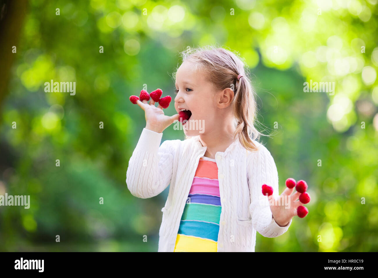 Child picking raspberry. Kids pick fresh fruit on organic raspberries ...