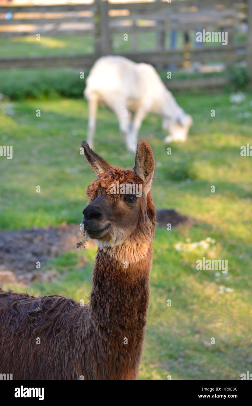 Domesticated Alpaca in its enclosure with a white goat photographed ...