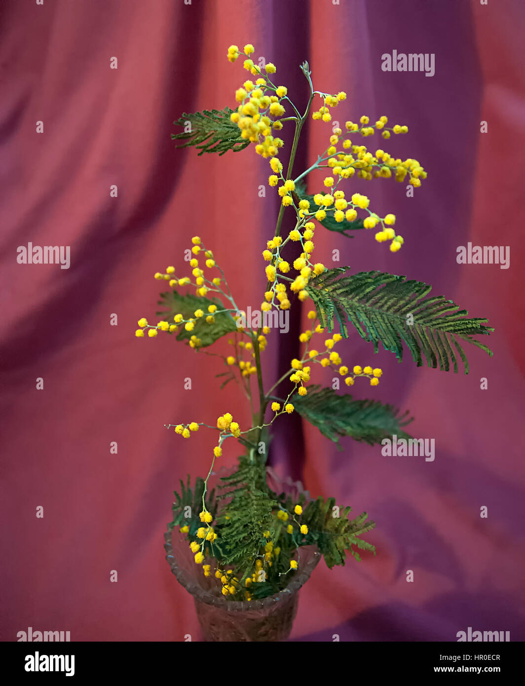 Acacia dealbata spring hi-res stock photography and images - Alamy