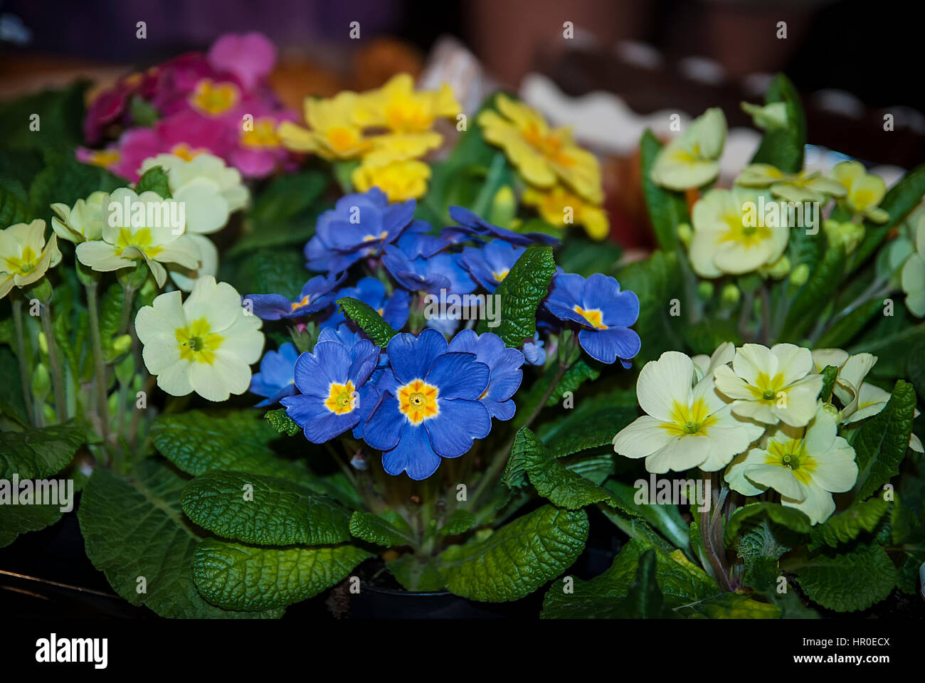 The variety of Primrose with green leaves Stock Photo - Alamy