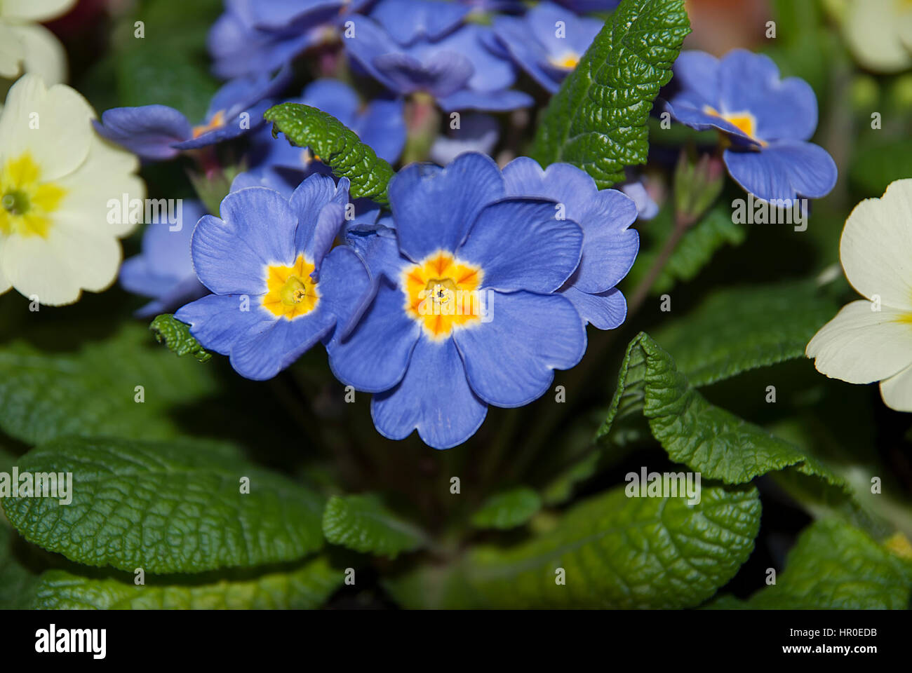 The lilac and yellow primrose close up Stock Photo - Alamy