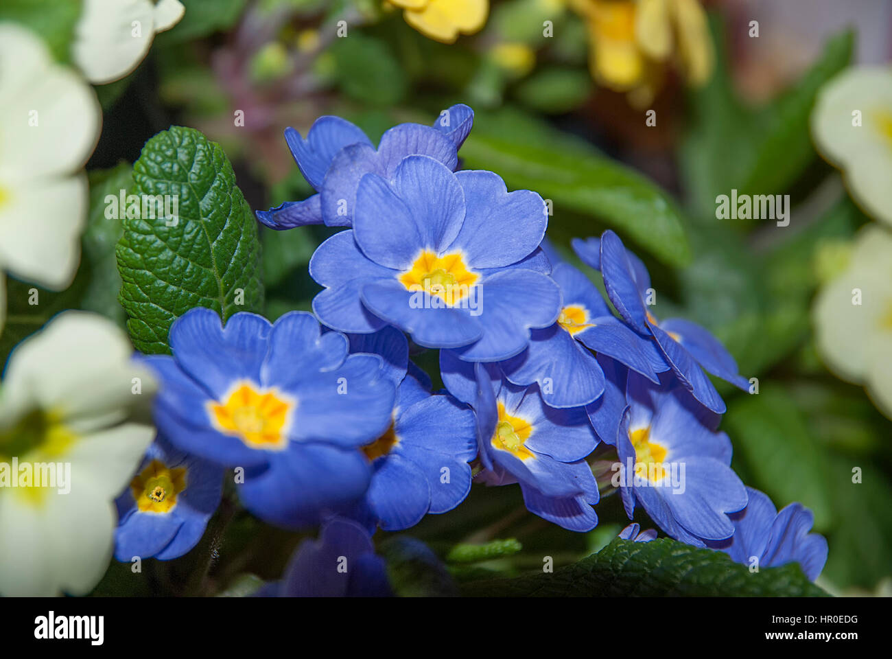 The lilac and yellow primrose close up Stock Photo - Alamy