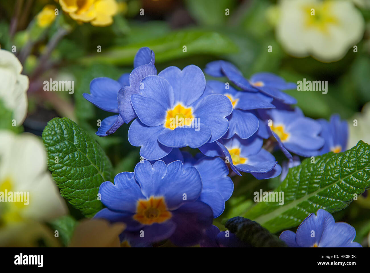 The lilac and yellow primrose close up Stock Photo - Alamy