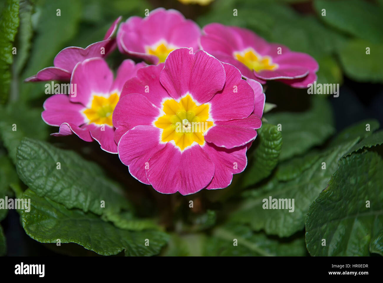 The Pink and yellow primrose close up Stock Photo - Alamy