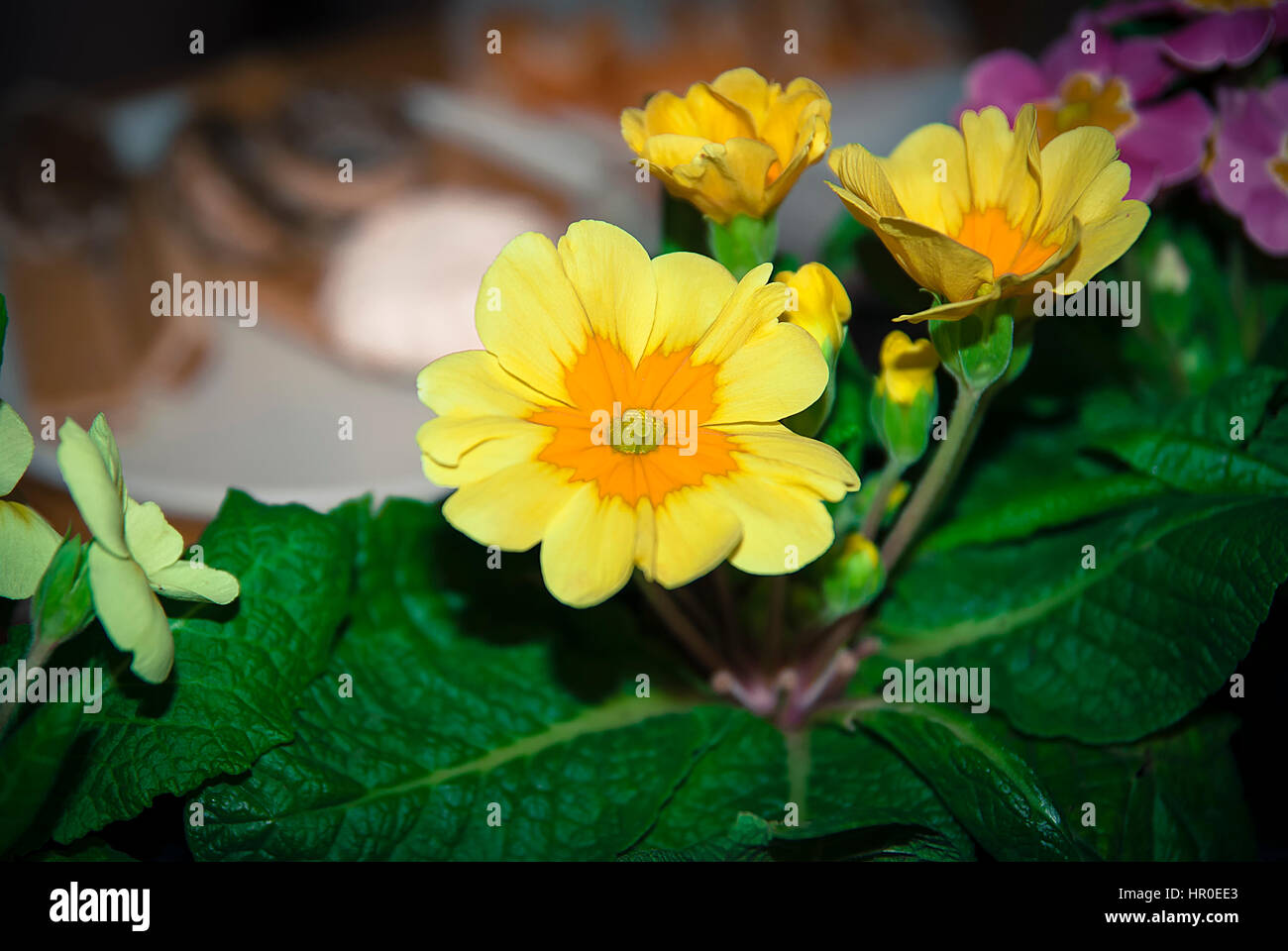 The yellow and orange primrose with leaves Stock Photo - Alamy