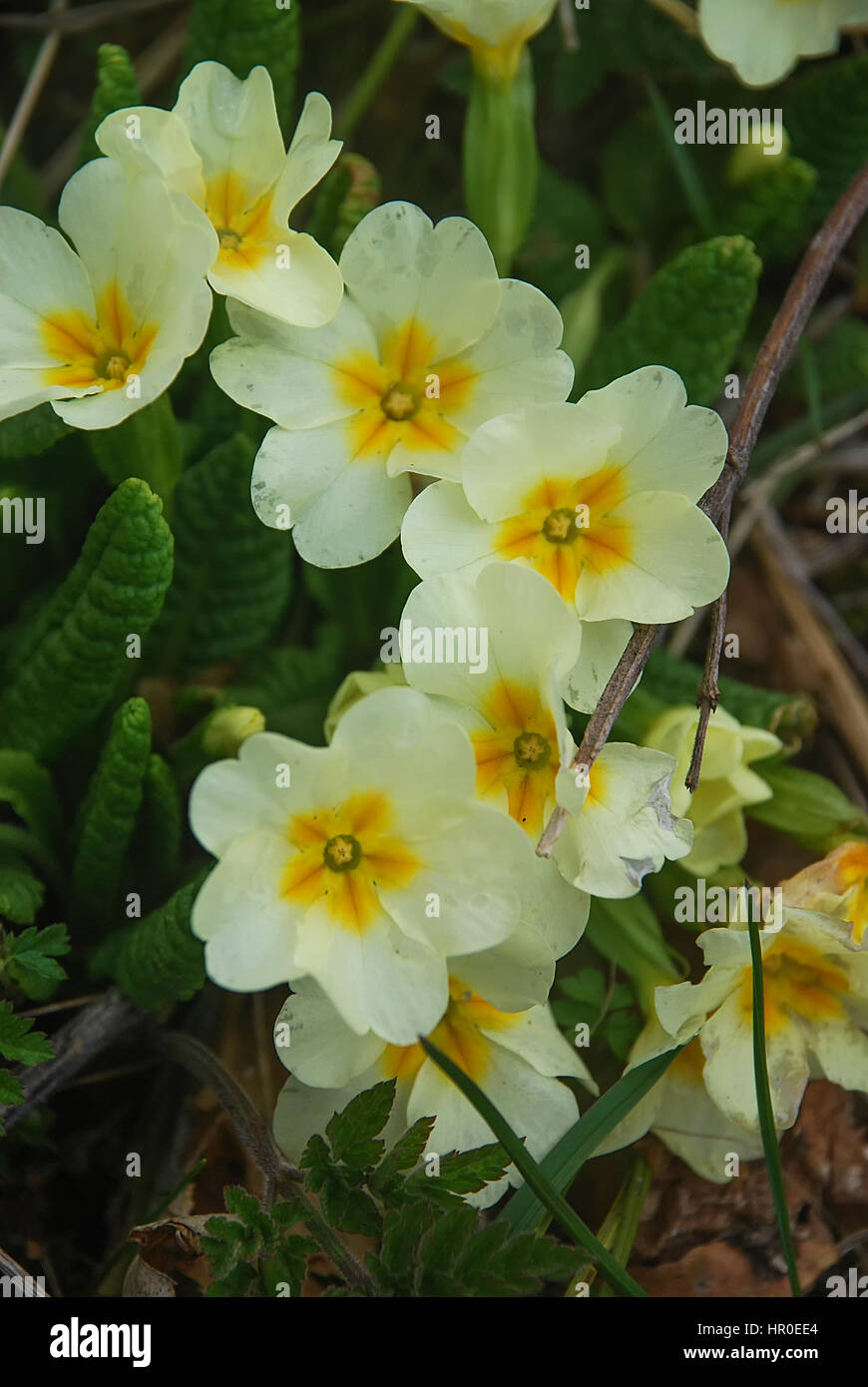 Primerose pattern hi-res stock photography and images - Alamy