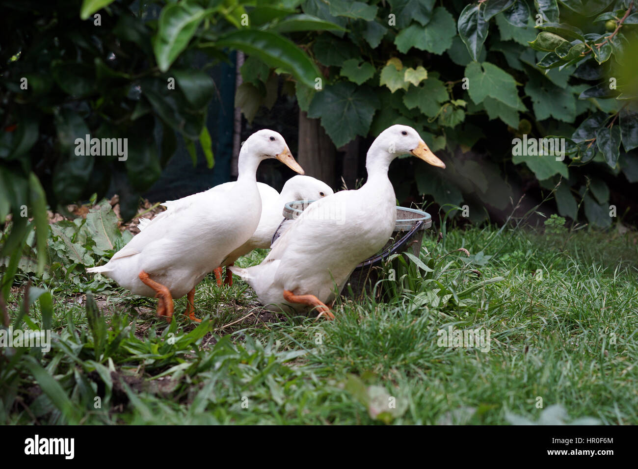 American pekin duck hi-res stock photography and images - Alamy