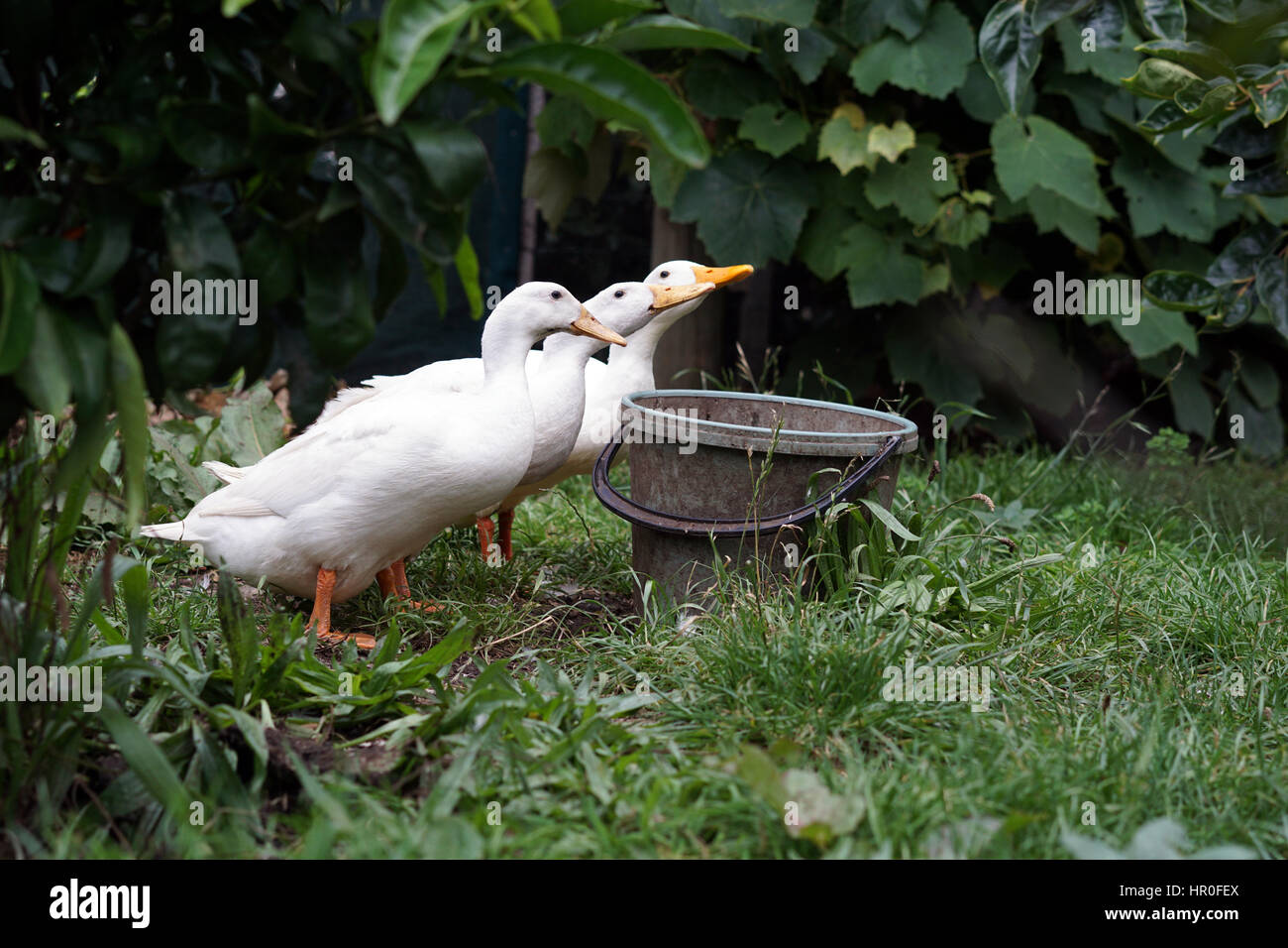 Domestic duck peking hi-res stock photography and images - Alamy